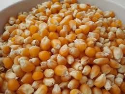 Porumb pentru floricele,popcorn, ecologic,natural,vând orice cantitate Brad • OLX.ro