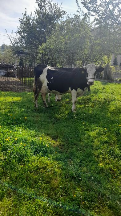 Vand vaca baltata pe negru de 7 ani este buna de lapte peste 20l Maguri ...