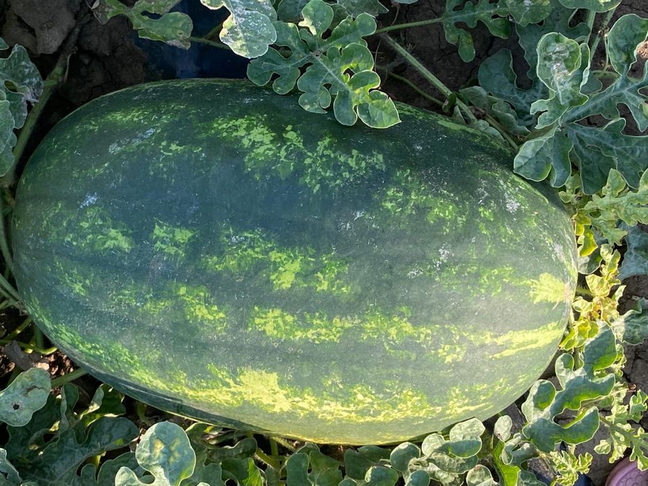 Pepeni Mirsini, Arashan, Pata neagră Visani • OLX.ro