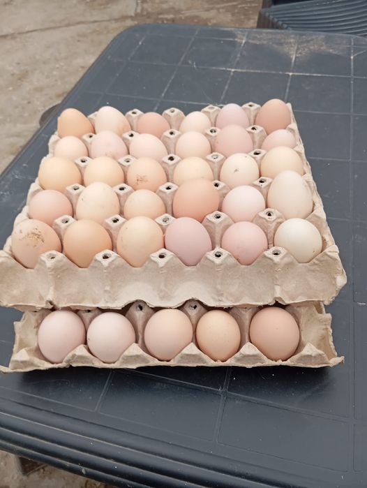 Ouă incubat Australorp Nou • OLX.ro