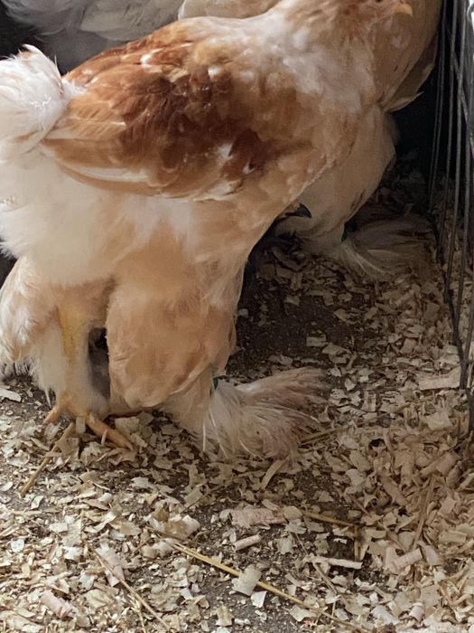 Brahma lemon 2025 Reghin • OLX.ro