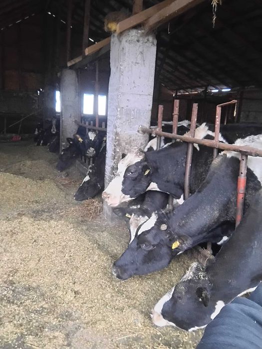 Vaci holstain de lapte Botosani • OLX.ro