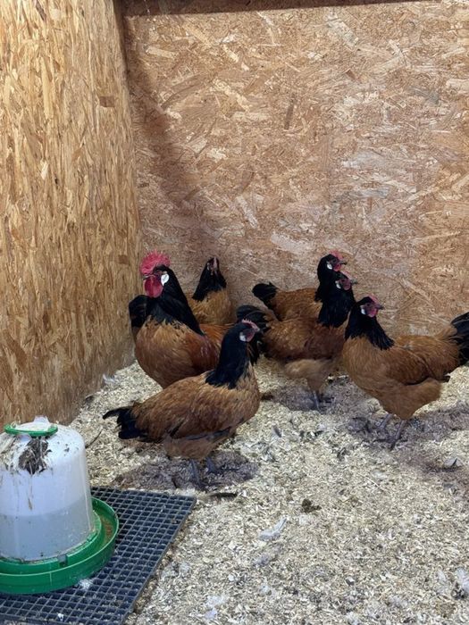 Oua incubat gaini VORWERK - pret foarte bun !!! Hudum • OLX.ro