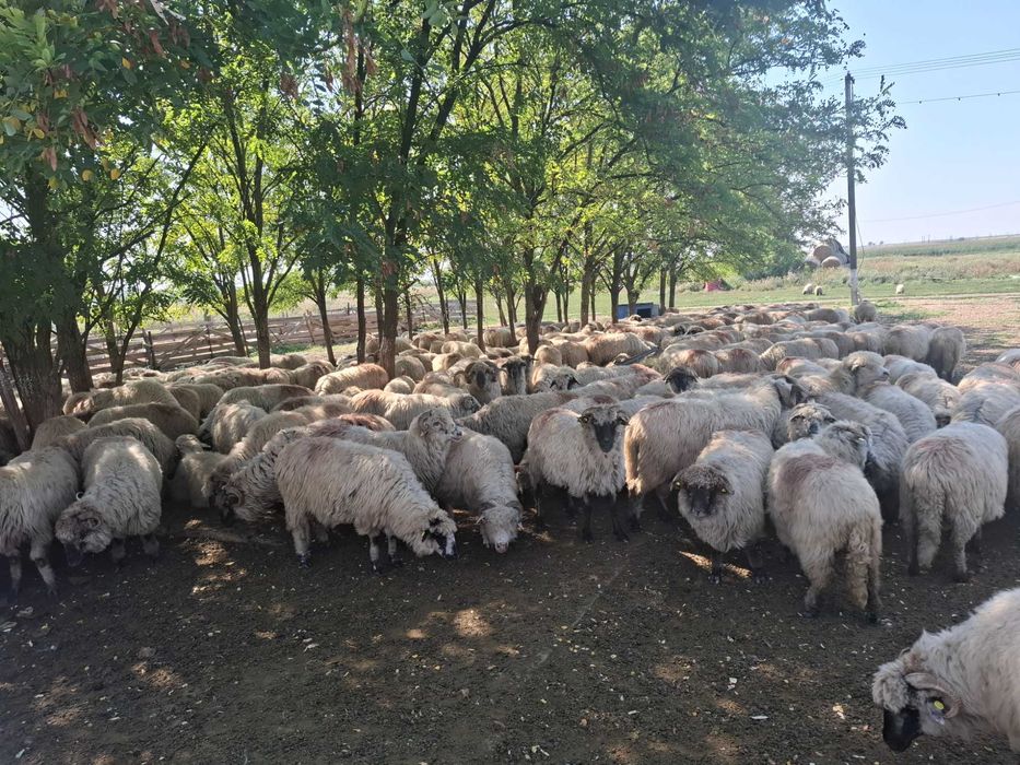 Vand ferma la tara in judetul Timis Satchinez • OLX.ro