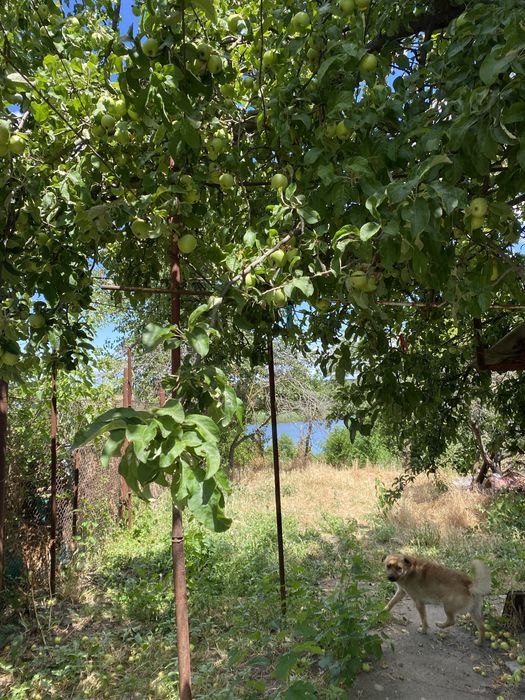 Teren + Casa batraneasca la lac ! Peris • OLX.ro