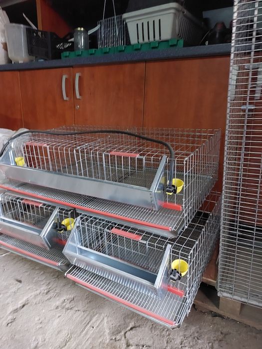 Prepelite,cuști ,adăpători si furaje Suceava • OLX.ro