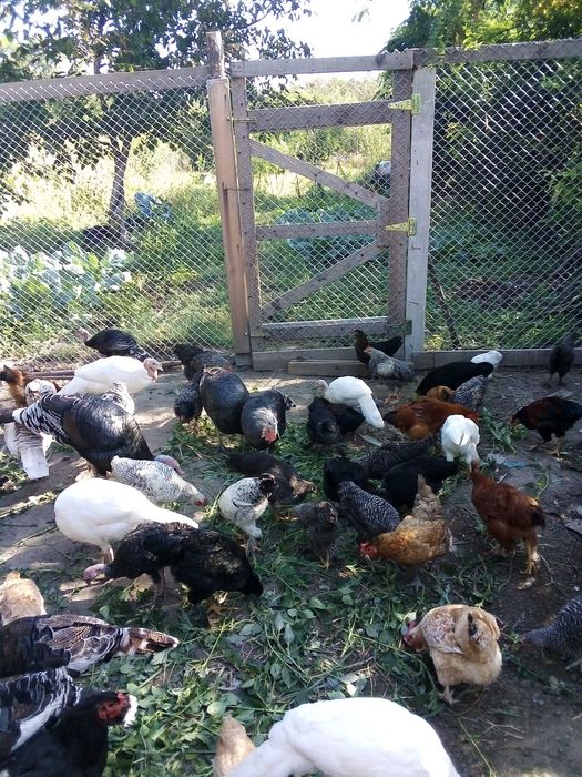 Pasari de curte:gaini si curci Dobrun • OLX.ro