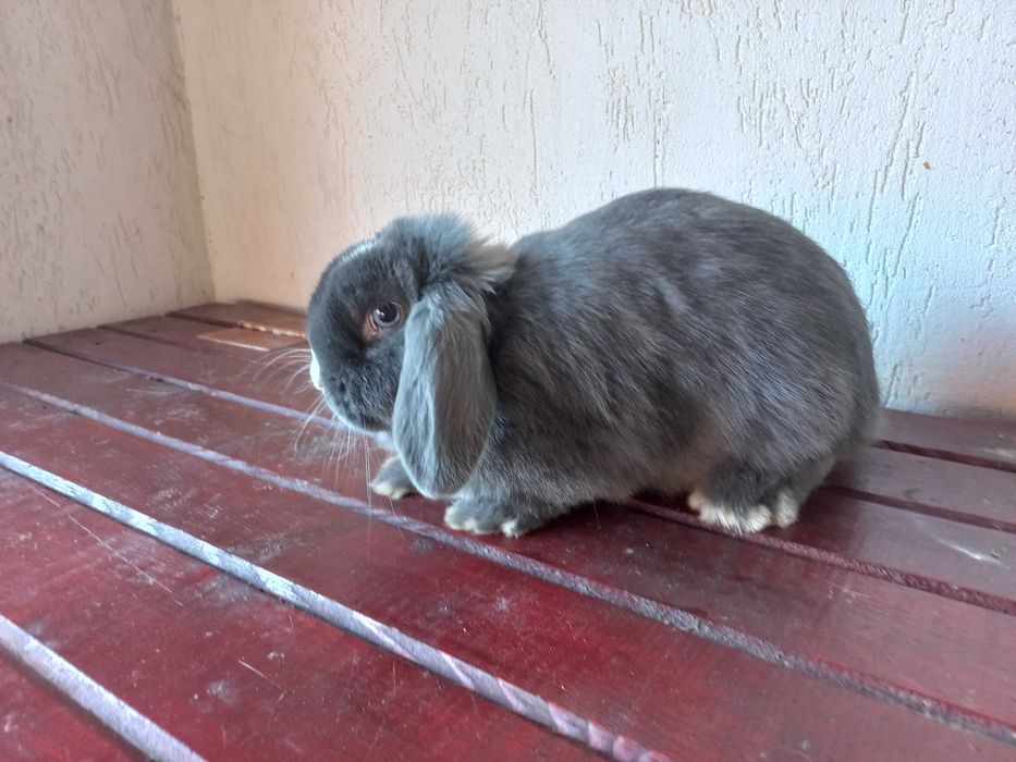 Berbec german pitic Arad • OLX.ro