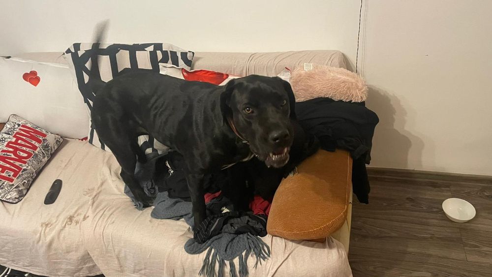 Donez câine rasa Cane Corso, femela Bucuresti Sectorul 3 • OLX.ro
