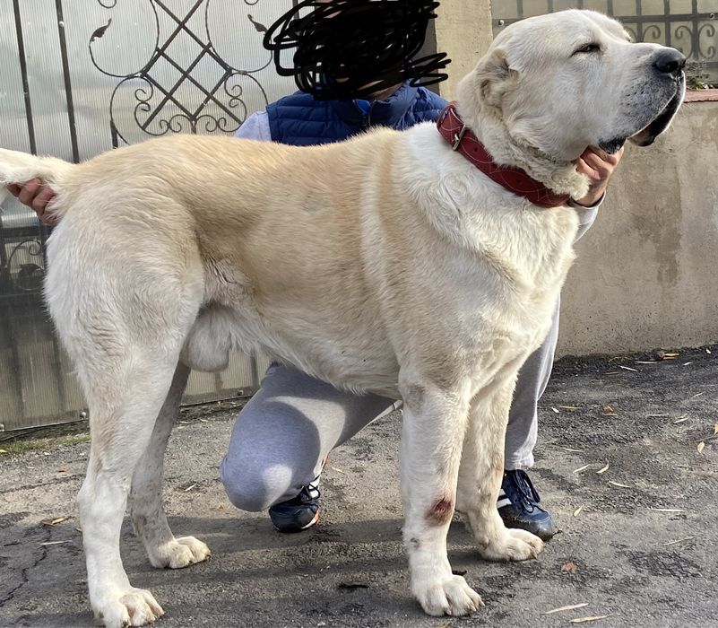 Mascul Ciobanesc Asia Centrala Drobeta-Turnu Severin • OLX.ro