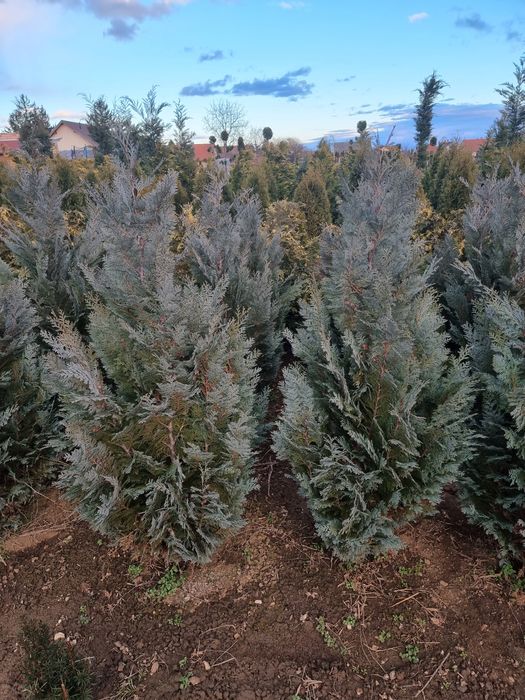 Chiparos albastru (tuia) chamaecyparis leylandii Bucuresti Sectorul 2 ...