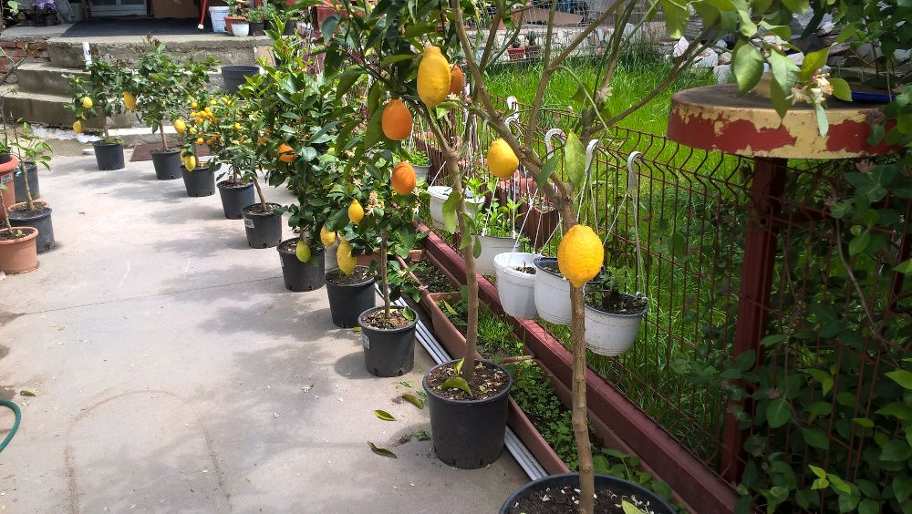 Lamai de Apartament Pe rod cu Fructe si Flori, Portocali, Calamondin ...