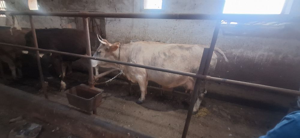 Vindem două vaci ambele au 8 ani ferma Libertatea ambele sunt gestant Pietriceaua • OLX.ro