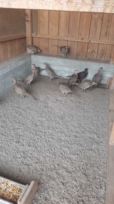 Vand fazani comuni si tenebros Cuca • OLX.ro