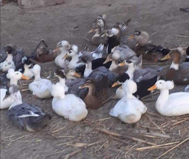 Oua de rata cu moț Turnu Magurele • OLX.ro