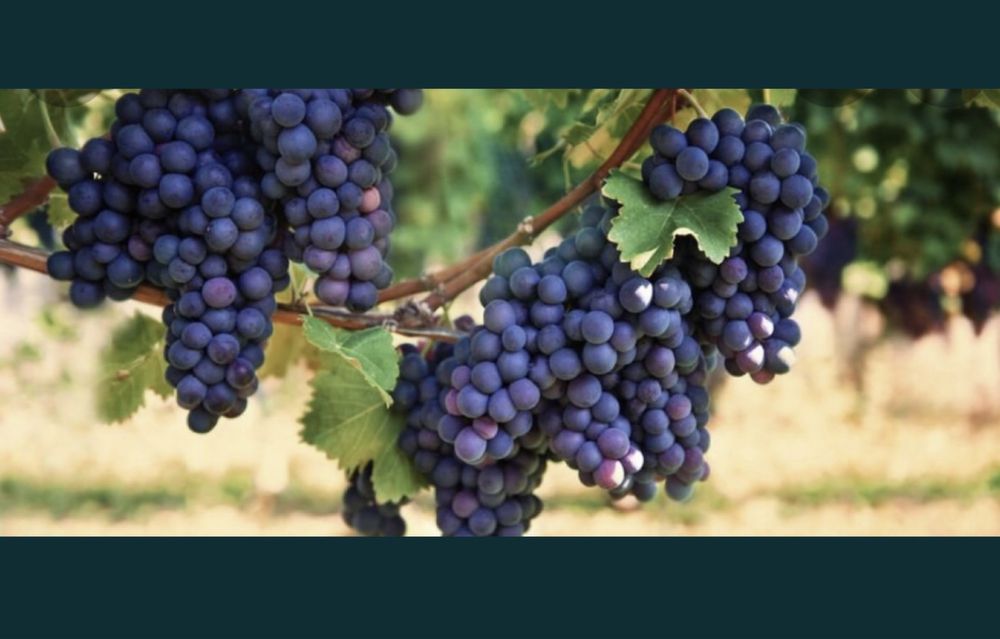 Vand struguri de vin târgul Mureș Targu-Mures • OLX.ro