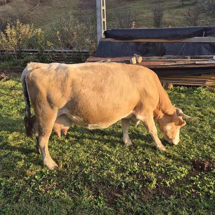 Vand Vaca de Lapte Baltata Valea Abruzel • OLX.ro