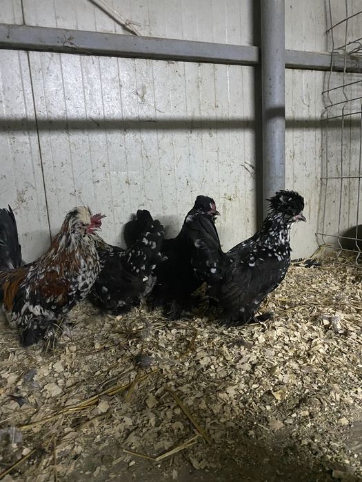 Perechi gaini pitice motate barboase golase Adjud • OLX.ro