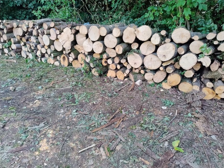 Vand lemne de foc esenta tare carpen cu stejar Bardesti • OLX.ro