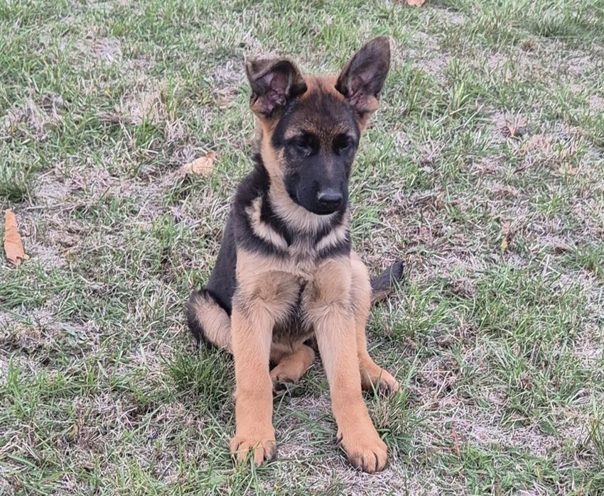 Pui ciobănesc german cu pedigree Sag • OLX.ro