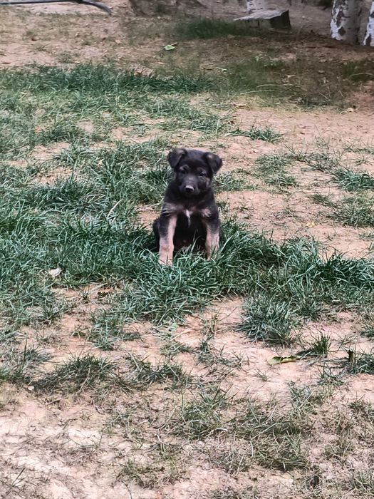 Donez pui câine lup Alunu • OLX.ro