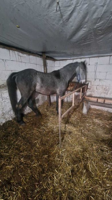 Vand iapa 3 ani jumate Tulcea • OLX.ro