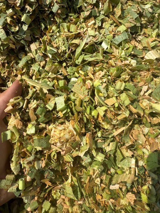 Baloti siloz porumb Sintea Mica • OLX.ro