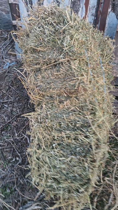 Baloti de lucerna Braila • OLX.ro