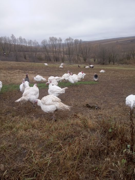 Vând curcani de carne au între 17-18 kg Huruiesti • OLX.ro