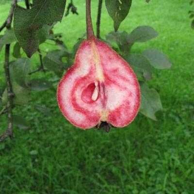 Meri/peri/ciresi/visini-columnari/livrare RO.soiuri intensive Jibou ...