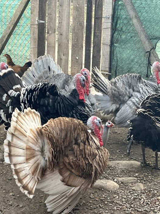 Curcani de țară Campineanca • OLX.ro