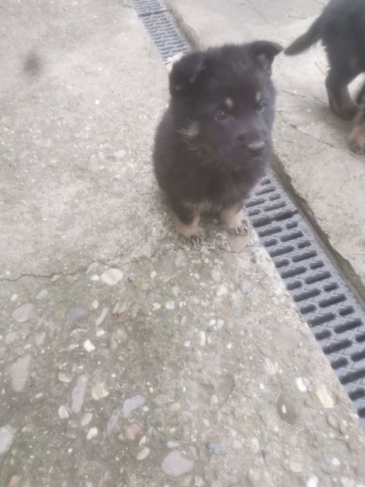 Lup, ciobanesc german Margineni • OLX.ro