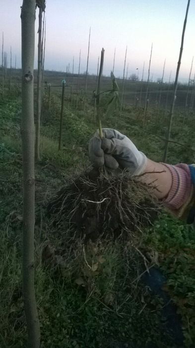 Butasi Mur&Zmeur&Afin Craiova • OLX.ro