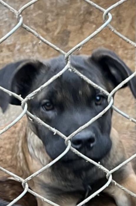Pui catel malinois, ciobanesc belgian Bucecea • OLX.ro