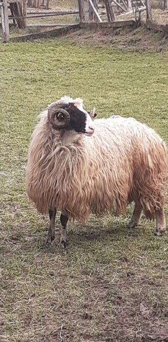 Berbec de vânzare Parva • OLX.ro