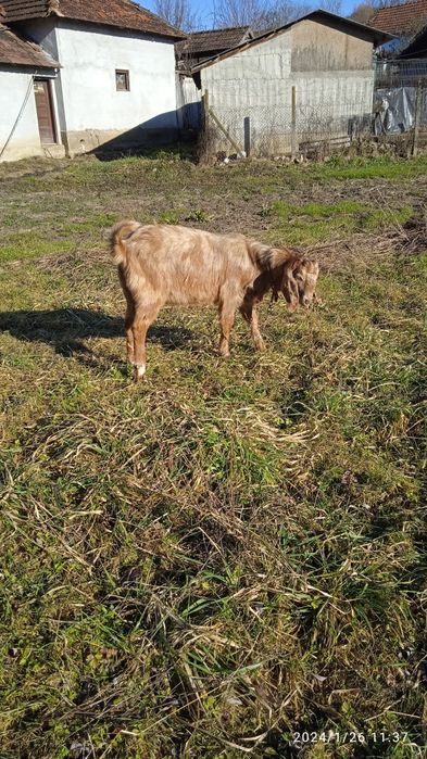 De vânzare capra cu 2 iezi și 1 țap Ceisoara • OLX.ro