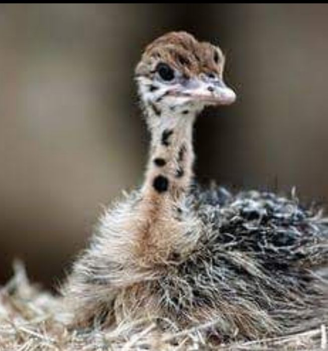 Pui Strut - Preluăm Comenzi 2025 Pitesti • OLX.ro