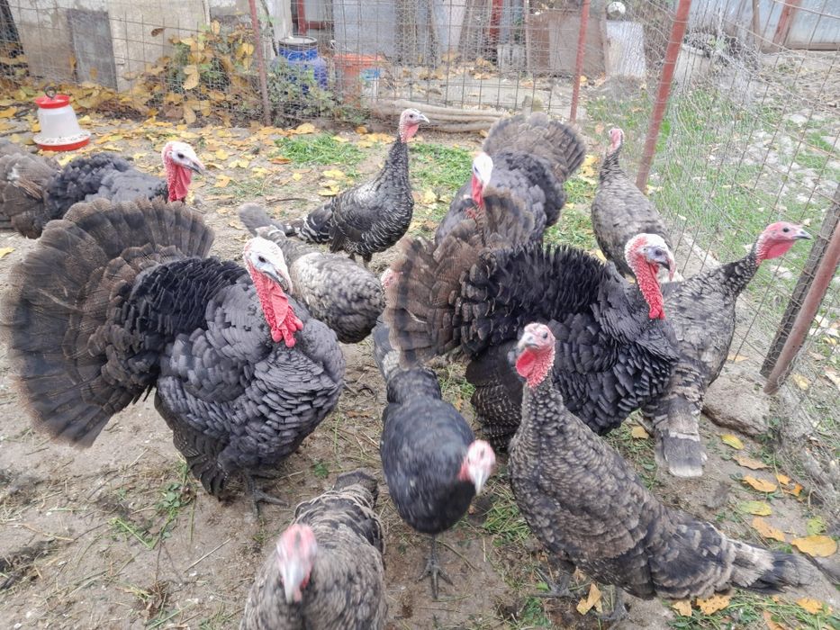 Vand curci si curcani Manesti • OLX.ro