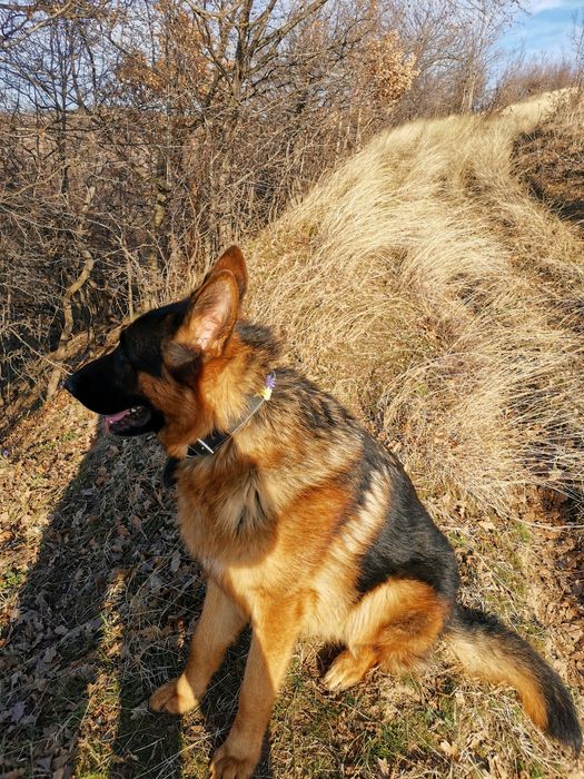 Mascul ciobănesc german cu pedigree Drobeta-Turnu Severin • OLX.ro