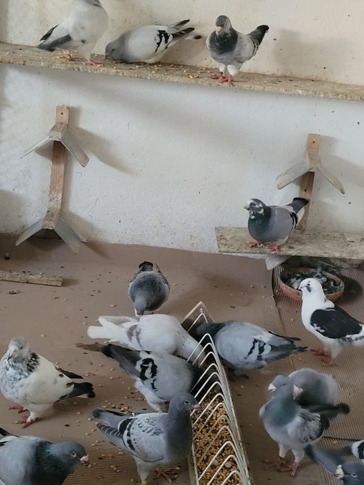 Porumbei standard voiajori Bucuresti Sectorul 1 • OLX.ro