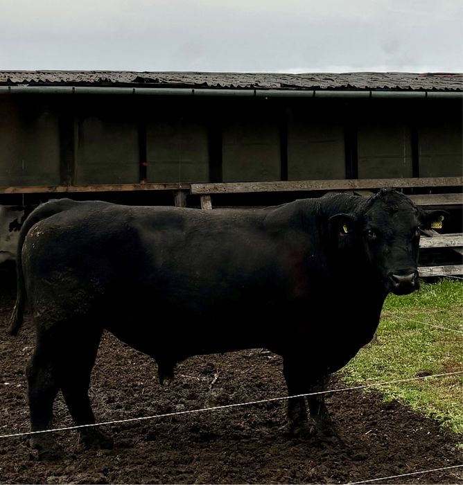 Taur black angus cu certificat de origine Covasna • OLX.ro