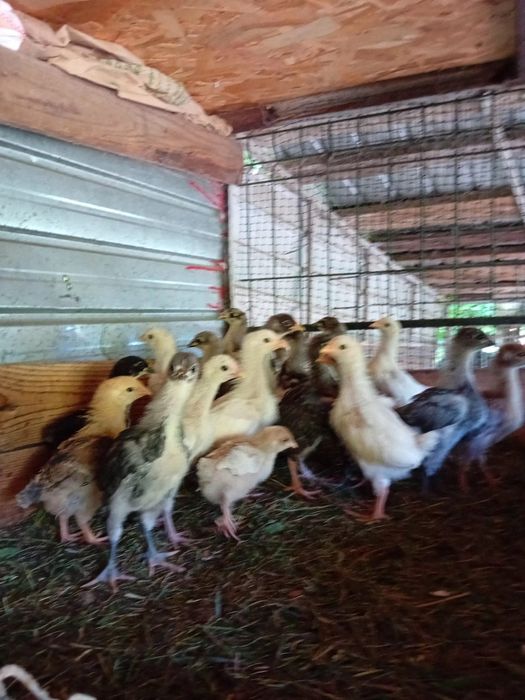 Pasari de curte pui si adulte Ploiesti • OLX.ro