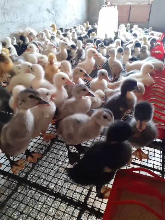 Boboci rata și pui rasa mixta Galtiu • OLX.ro