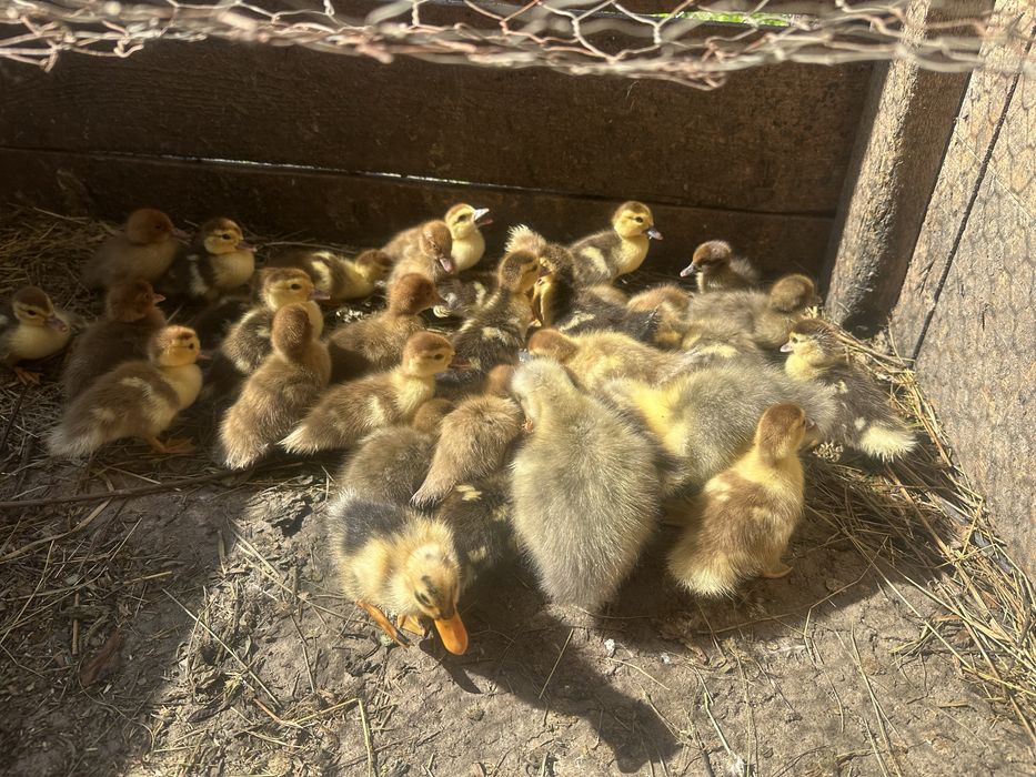 Boboci de rata muta Sant • OLX.ro