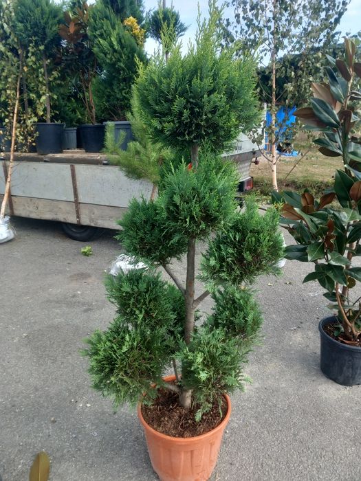 Tuia/thuja de diferite forme/arbori ornamentali, mesteacăn, tei Otopeni ...