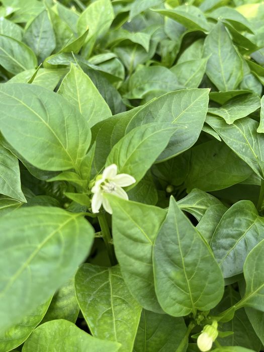 Rasad legume de vanzare: rasad rosii, vinete, ardei, castraveti Vidra ...