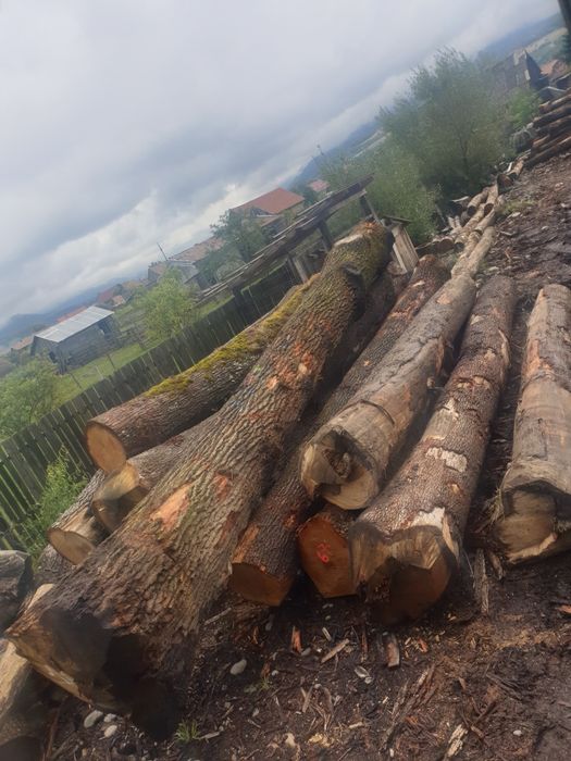 Bustean stejar A B Mureseni • OLX.ro