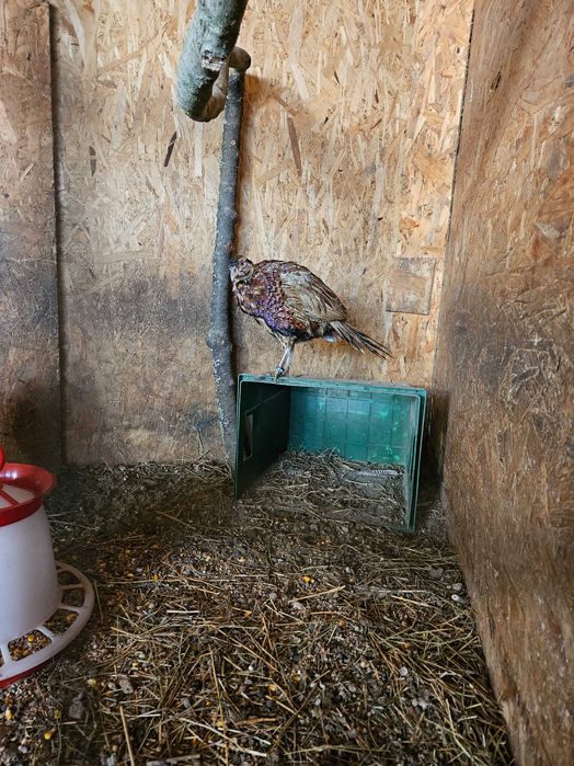 De vanzare Fazan comun Sfantu Gheorghe • OLX.ro