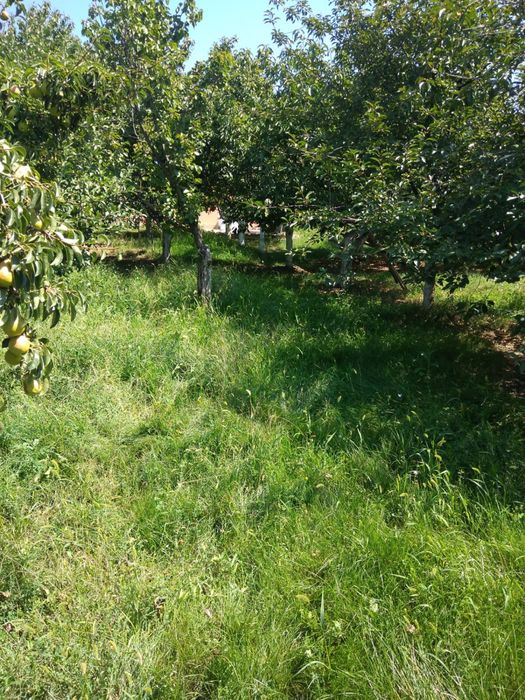 P.F.Proprietar,vand 500 MP,intravilan,intabulatBreazu-Rediu,Iasi ...