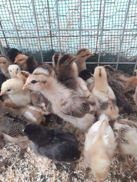 Pui rasa araucana Mihailesti • OLX.ro